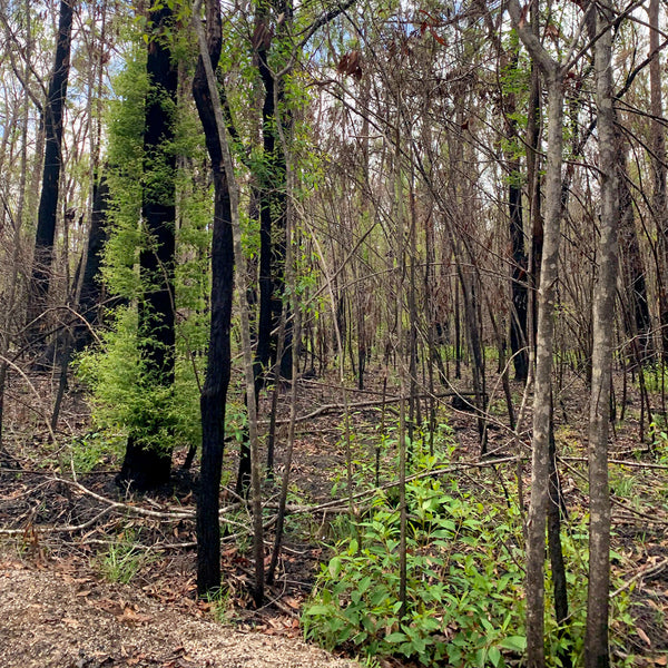 FIRE MANAGEMENT! - Planet Corroboree