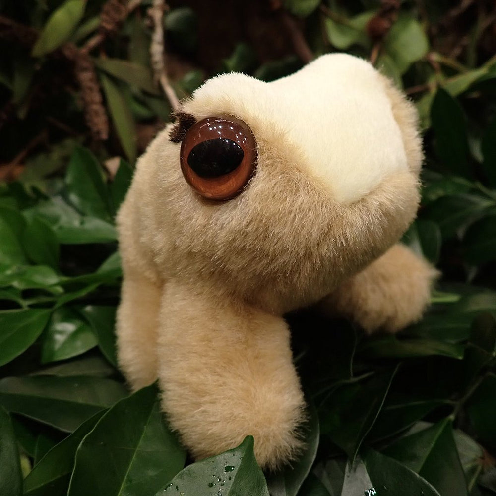 Soft Toy - Ben Baw Baw Frog - Small - Made In Australia - Planet Corroboree